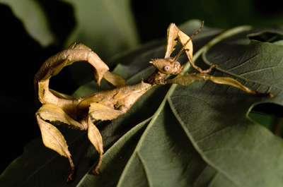 Vandrande pinnar till salu!!