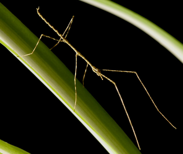 Vandrande pinnar till salu!!