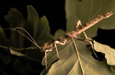 Vandrande pinnar till salu!!