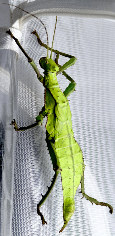 Vandrande pinnar till salu!!